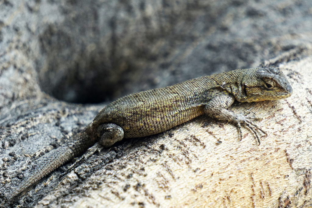 Northern Mesquite Lizard from Roma Nte., 06700 Ciudad de México, CDMX ...