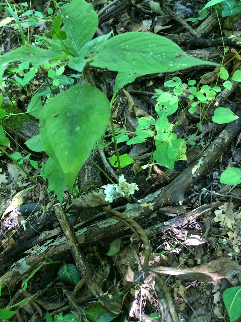 Sebacina from Brown County, US-IN, US on September 14, 2018 at 04:09 PM ...