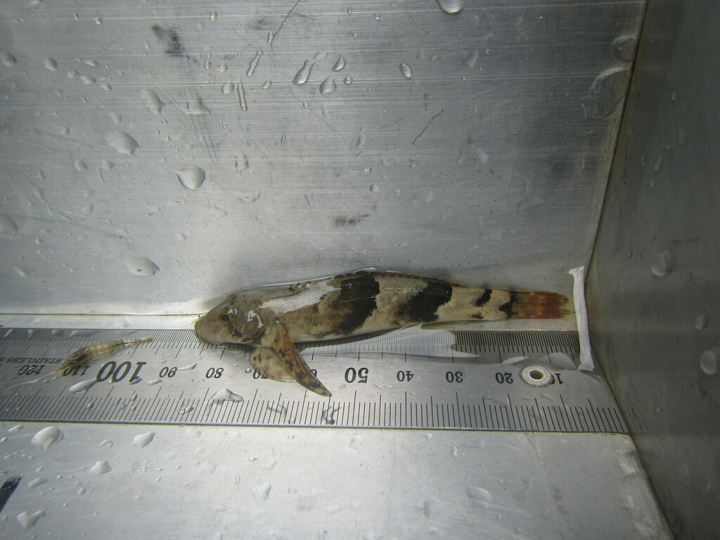 Torrentfish in December 2022 by Andy Wech · iNaturalist