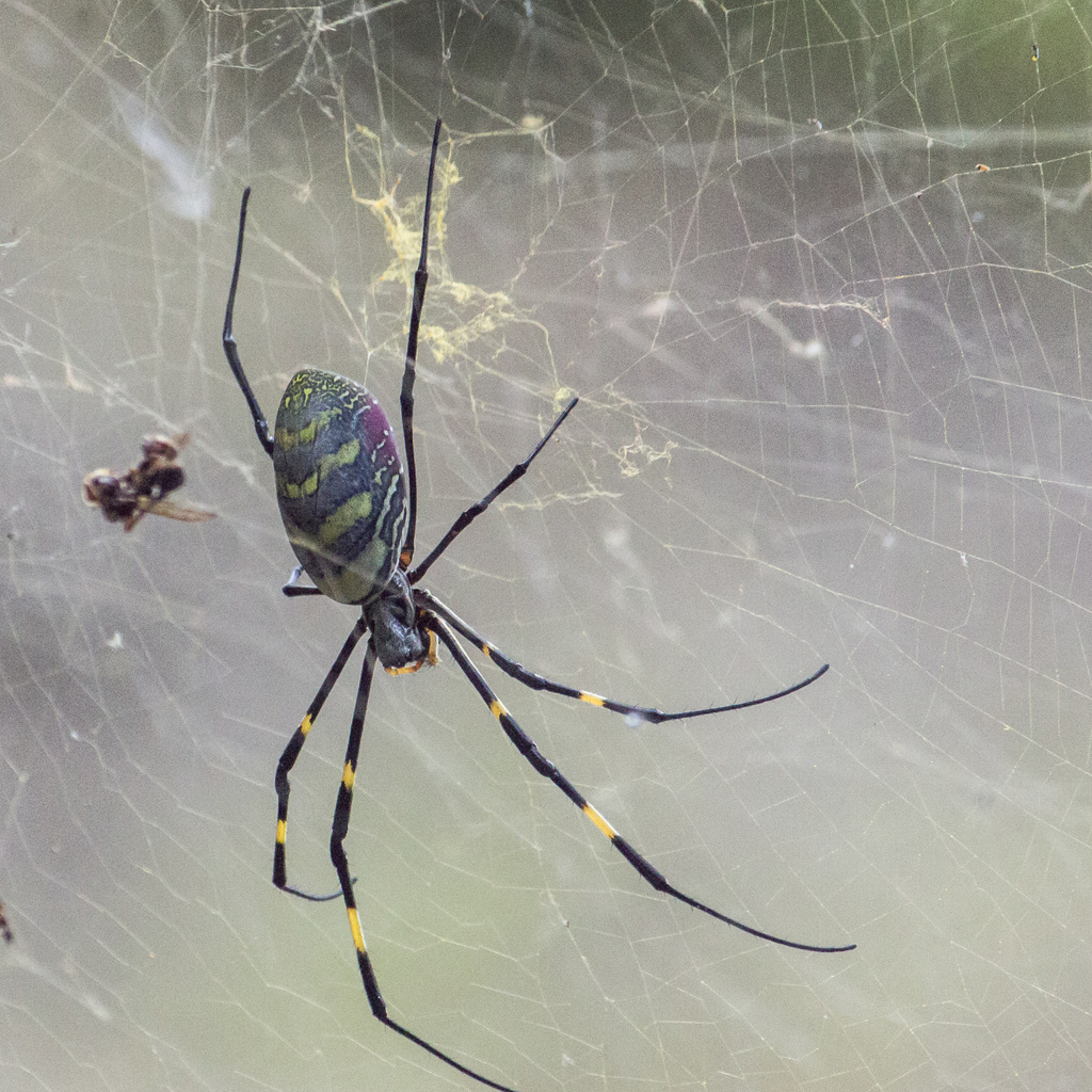 Joro Spider from 台灣台東縣 on December 11, 2022 at 02:22 PM by 野一點 A Little ...