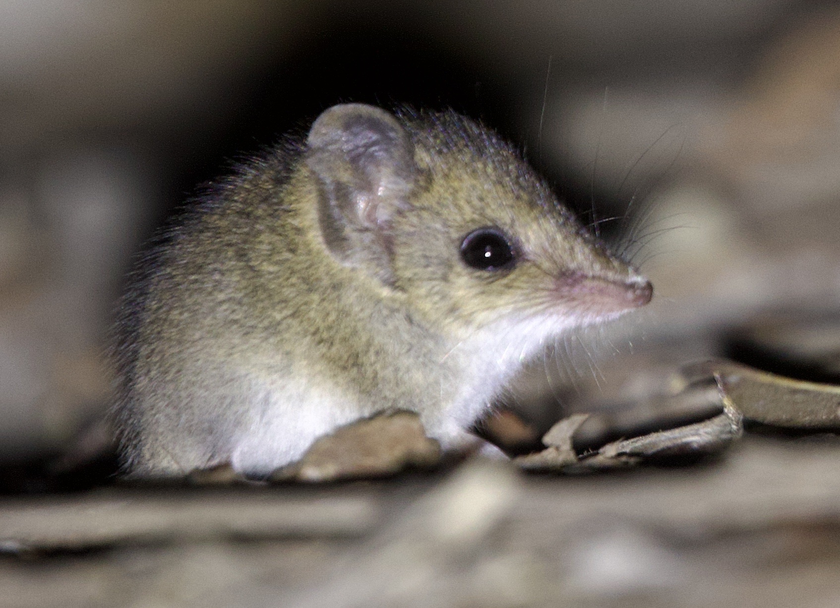 Sminthopsis leucopus (Gray, 1842)