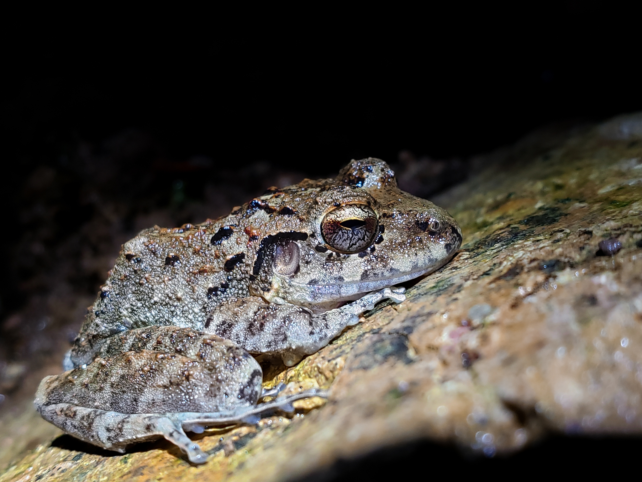Craugastor laevissimus (Werner, 1896)