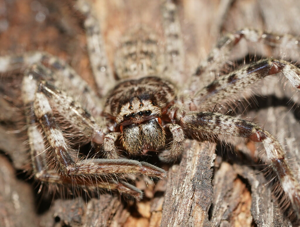 Holconia from Casuarina Camp, Wyperfeld NP, Big Desert VIC 3490 ...