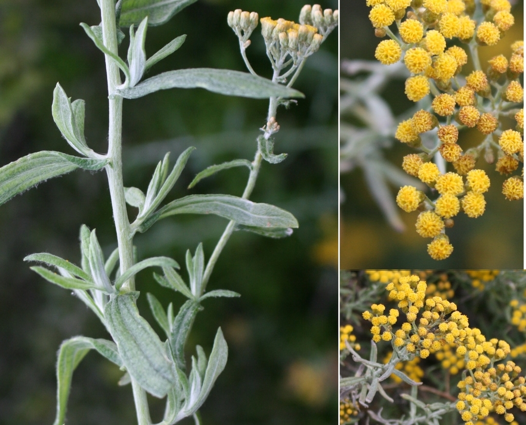 Pale Everlasting (Plants of the Tygerberg Nature Reserve) · iNaturalist