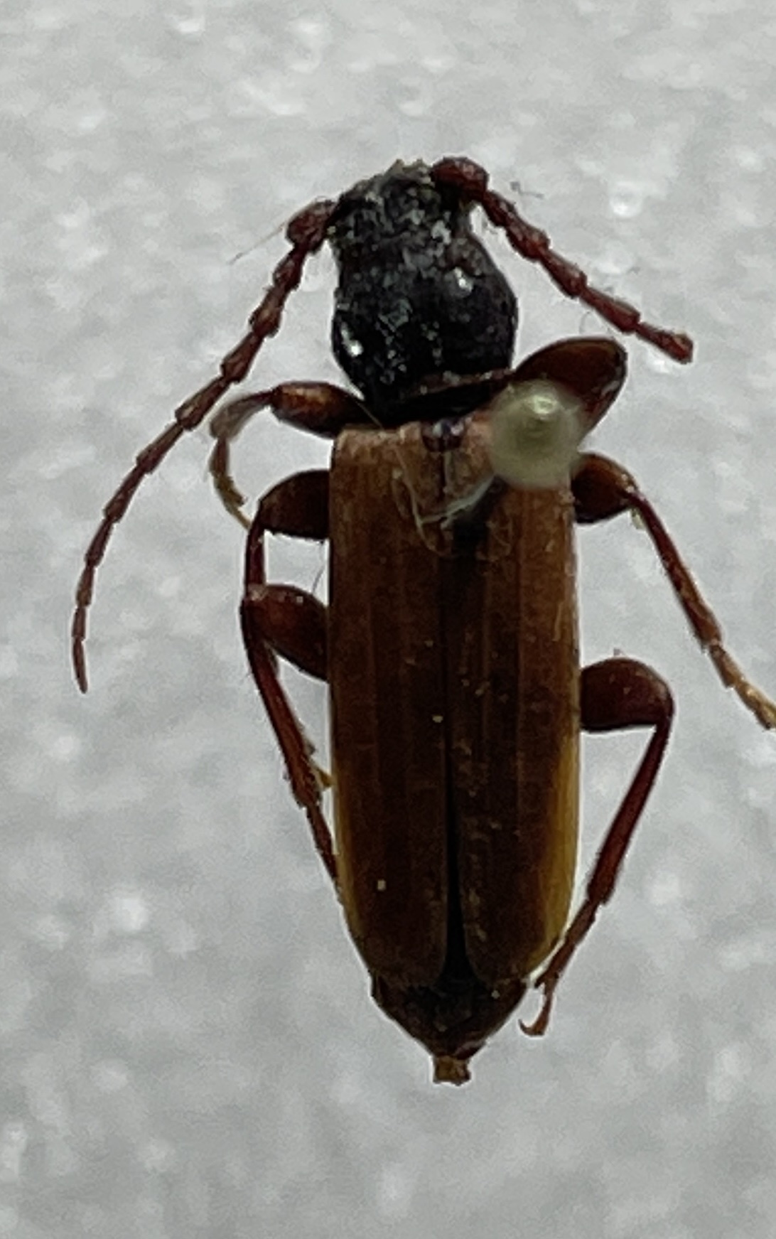 Tetropium cinnamopterum Kirby, 1837