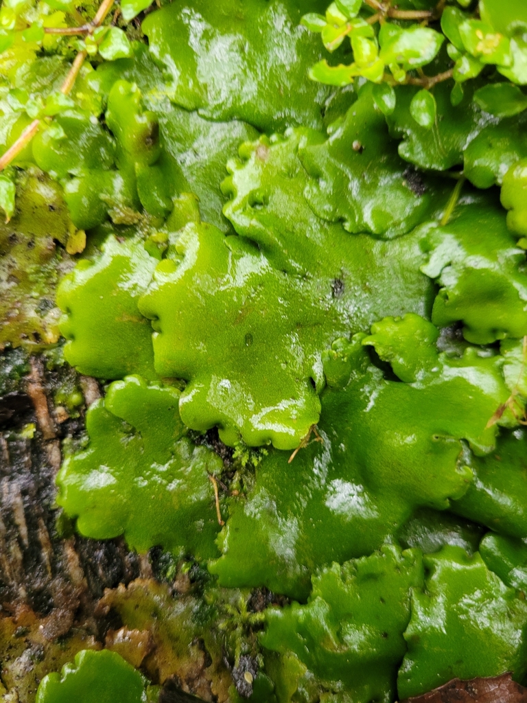 Monoclea forsteri from Westland, Westland / Tai Poutini National Park ...