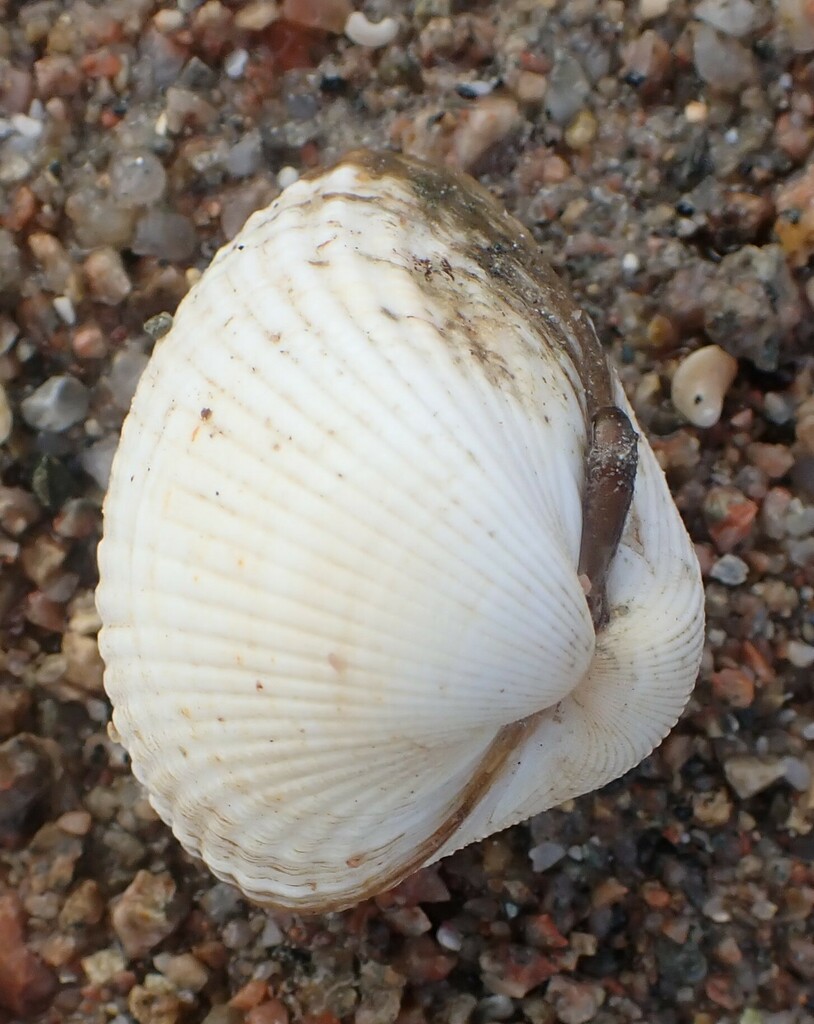 Common Cockle from Le Bourg, Jersey on December 25, 2022 at 02:32 PM by ...