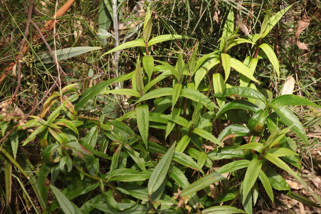 derwent speedwell from Kaputar NSW 2390, Australia on October 4, 2022 ...