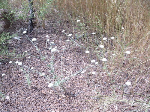 Polycarpaea linearifolia · iNaturalist