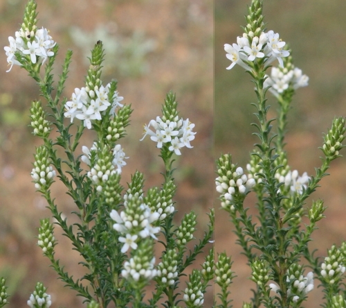 Selago triquetra · NaturaLista Colombia
