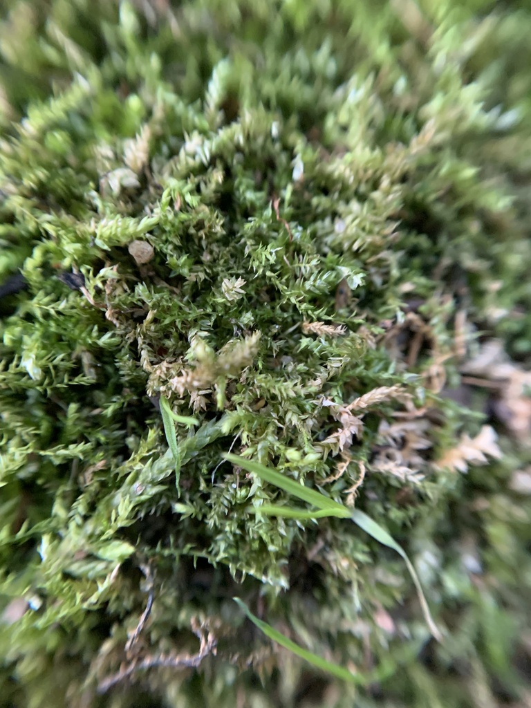 Woodsy Thyme-moss in December 2022 by Nikhil Reddy · iNaturalist