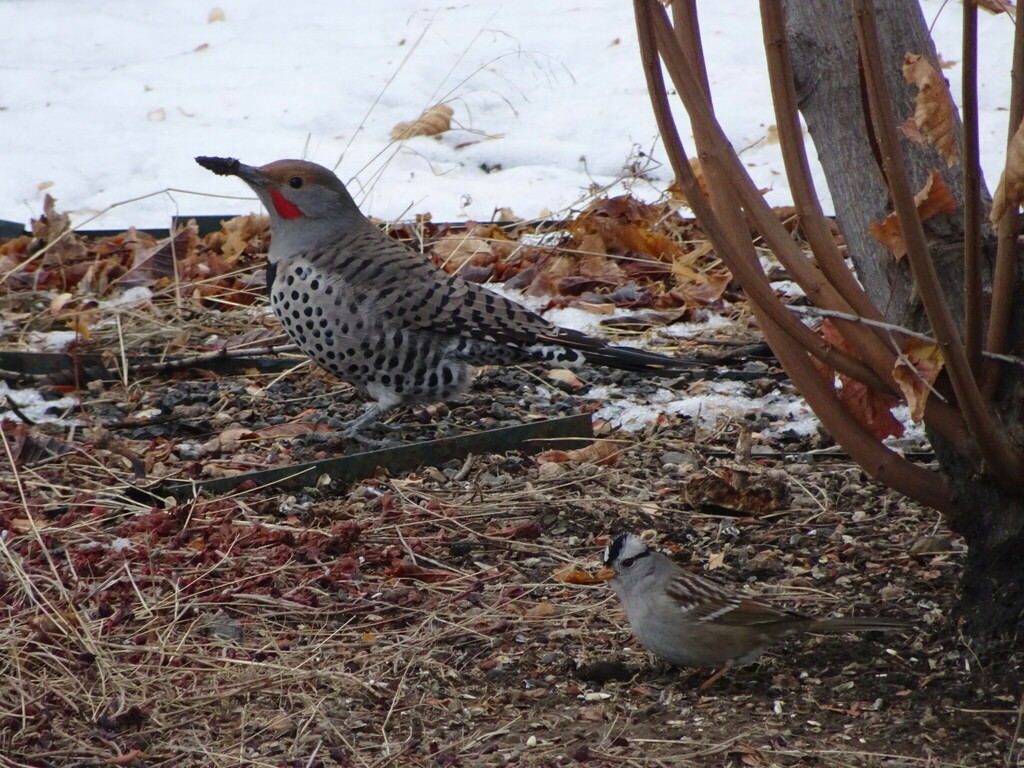 Northern Flicker from Northwest, Denver, CO, USA on December 25, 2022 ...