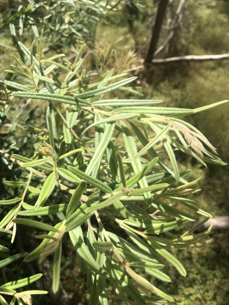 Oxylobium robustum from Branyan Dr, Branyan, QLD, AU on December 26 ...