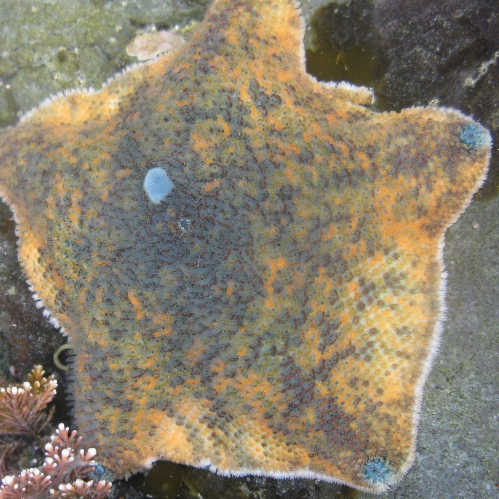 New Zealand Common Cushion Star from Wellington, New Zealand on July 20 ...