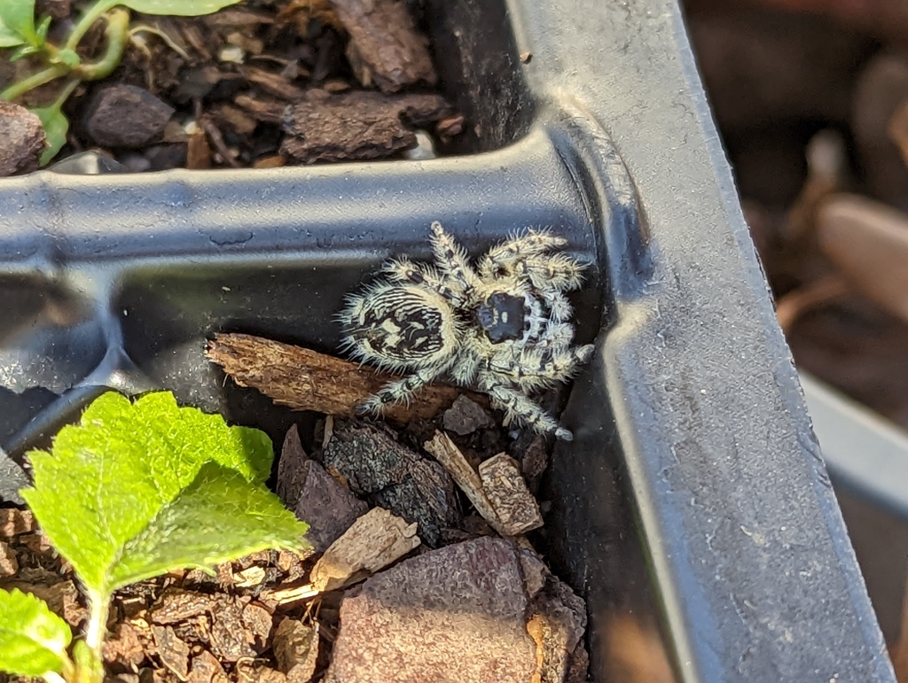 canopy jumping spider from Rural Hall, NC, USA on November 19, 2022 at ...