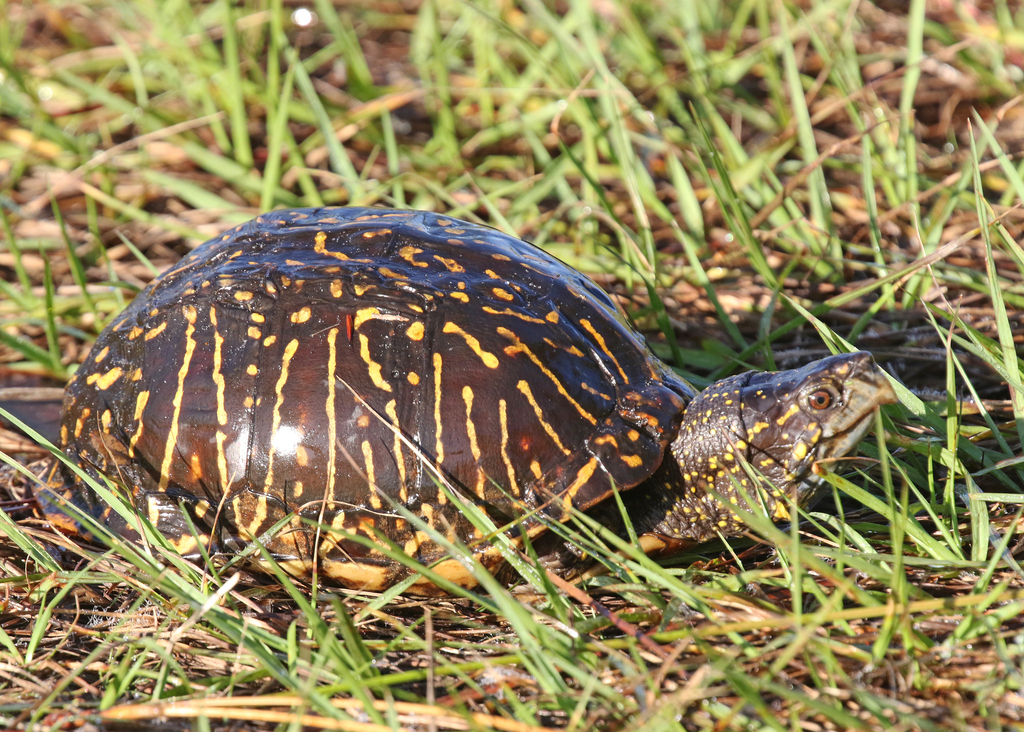 Florida Box Turtle from Orange County, FL, USA on December 23, 2022 at ...