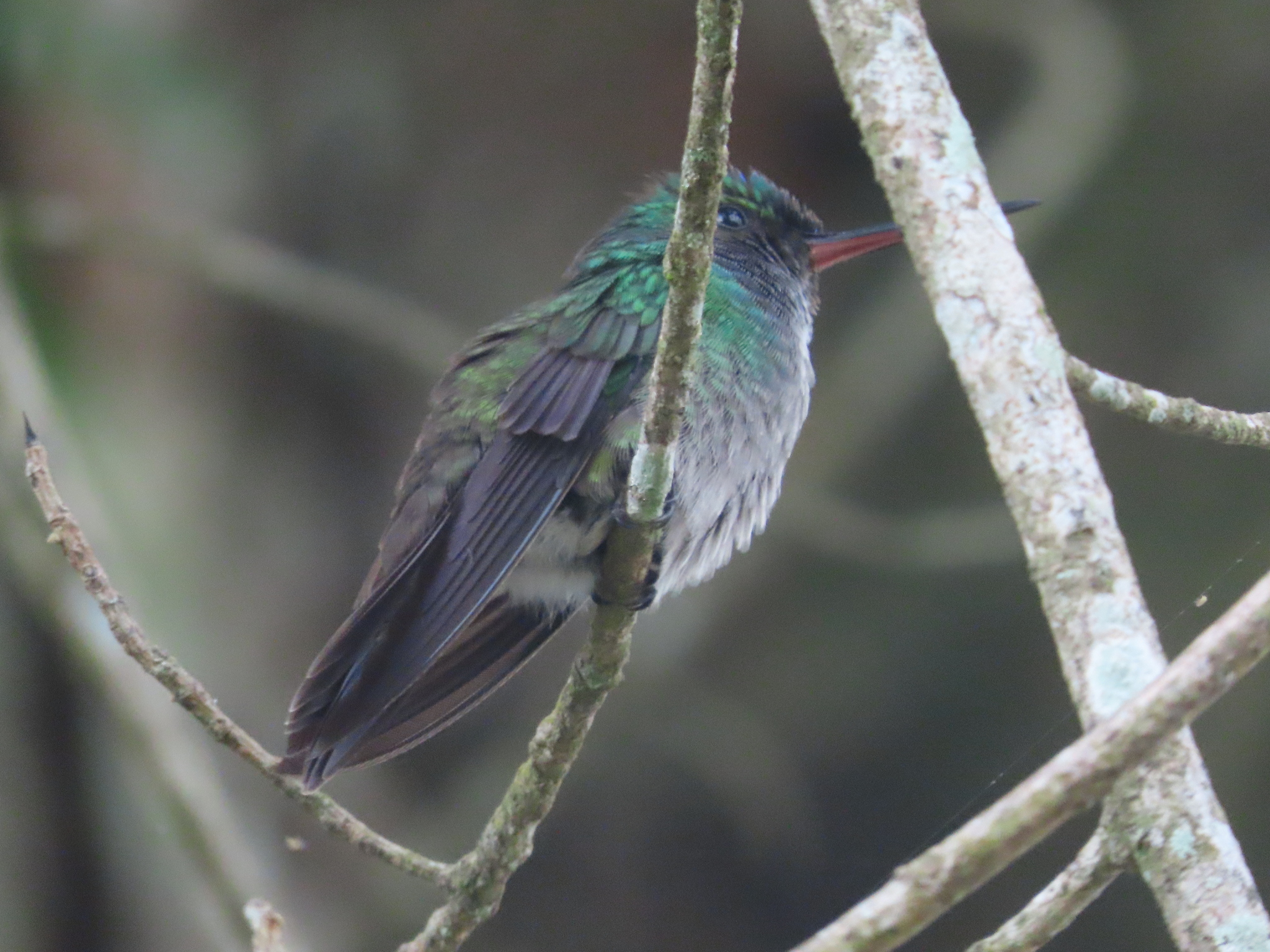 Polyerata decora Salvin, 1891