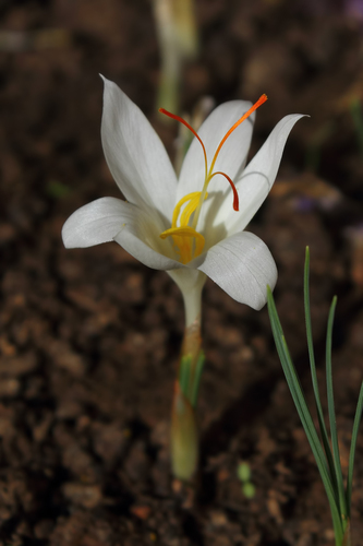 Crocus asumaniae · iNaturalist