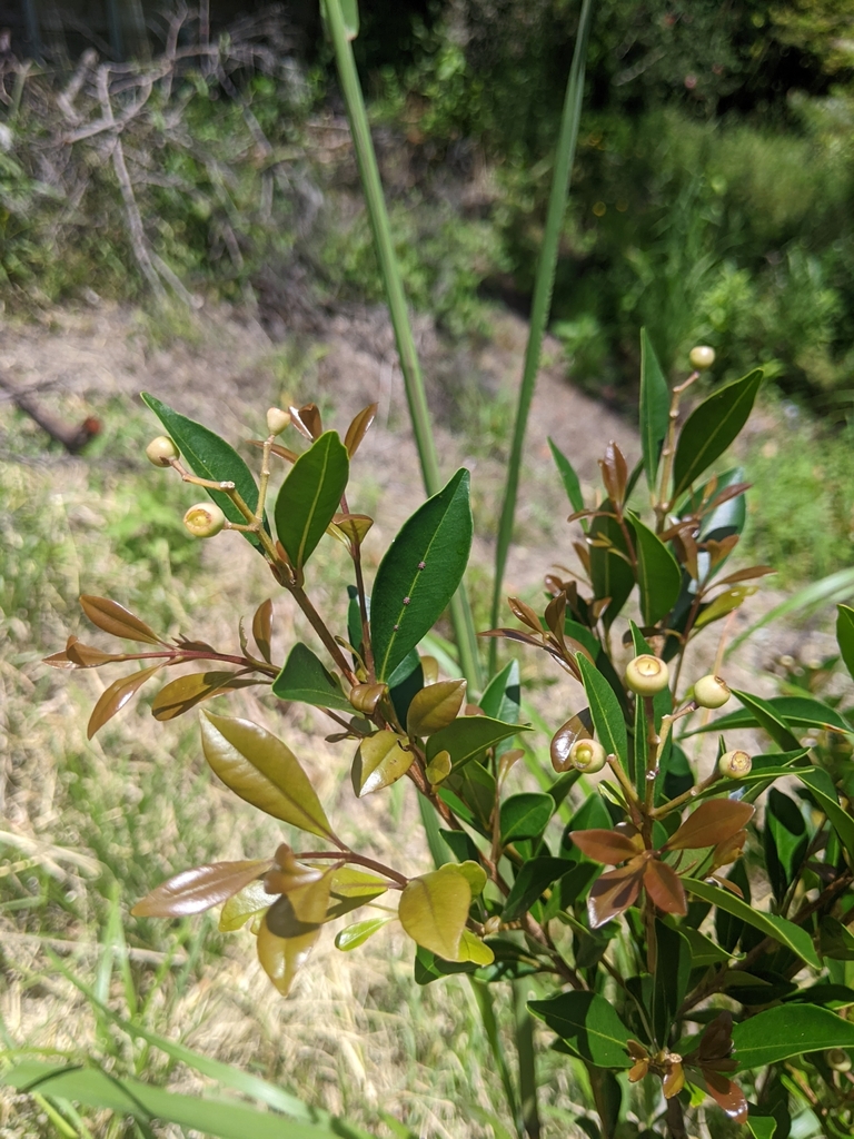 Waterberries from Coffs Harbour NSW 2450, Australia on December 26 ...