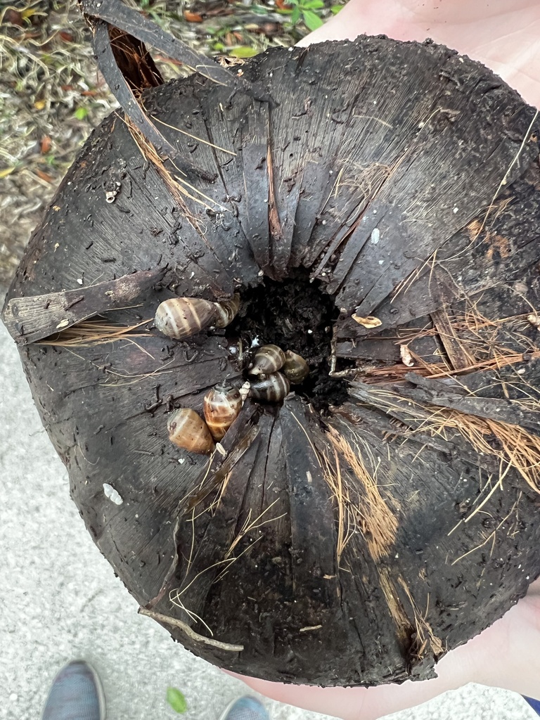 Melampus from Everglades National Park, FL, US on December 25, 2022 at ...