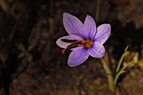 Crocus wattiorum · iNaturalist Mexico