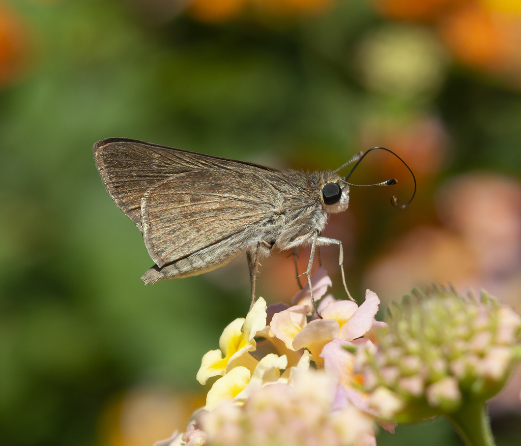 Pygmy Skipper from Nea Makri 190 05, Greece on September 15, 2018 at 11:15 AM by Anna N Chapman ...