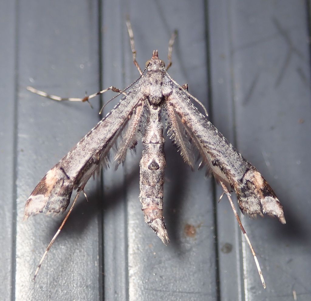 Sage Plume Moth from Claremont, CA, USA on December 25, 2022 at 02:34 ...