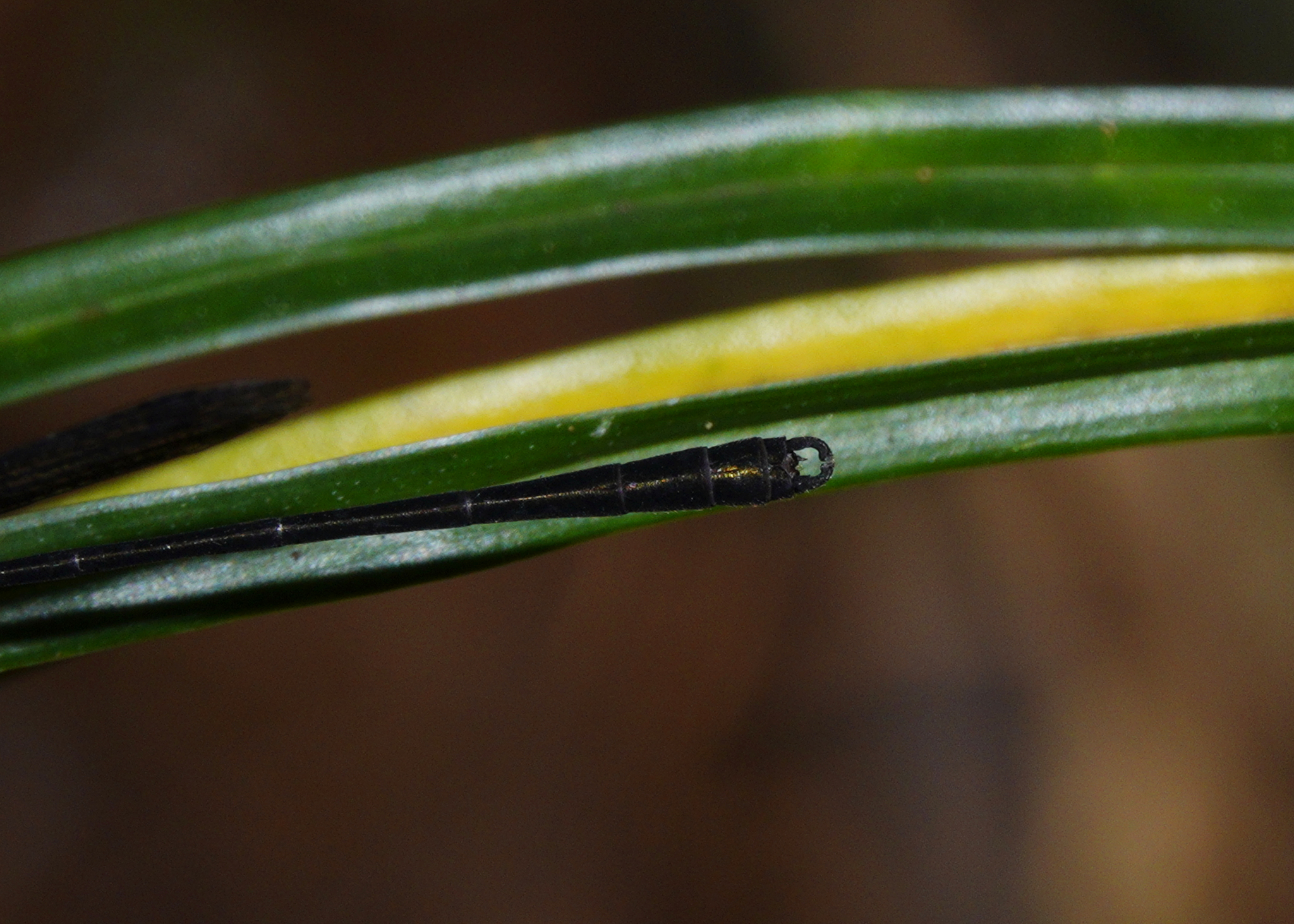 Lestoidea Tillyard, 1913