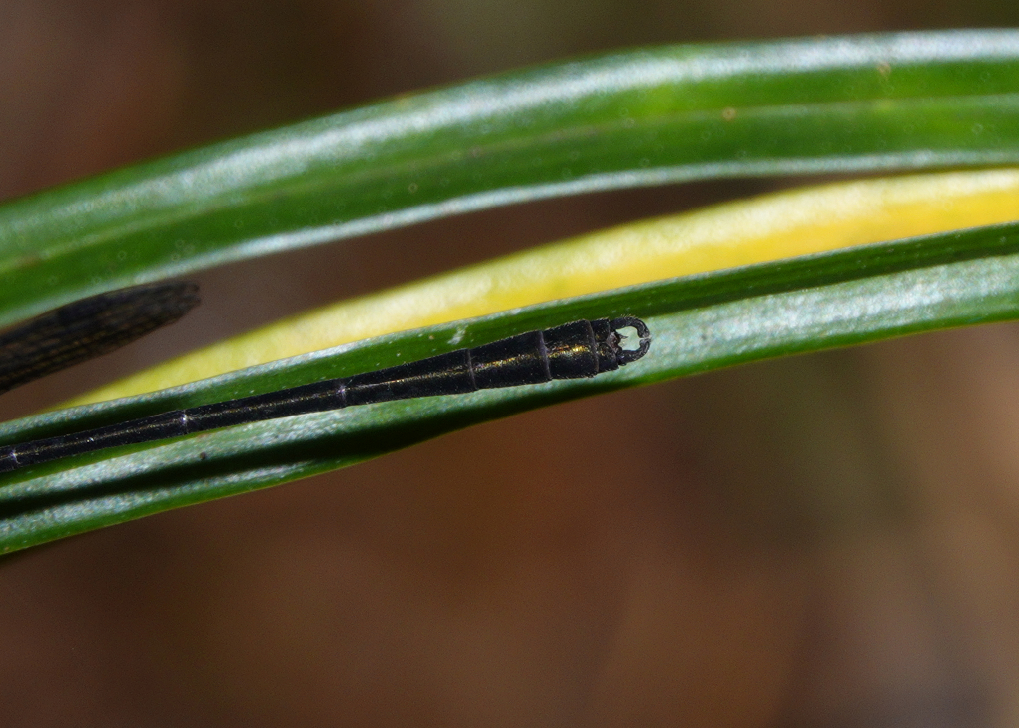 Lestoidea Tillyard, 1913