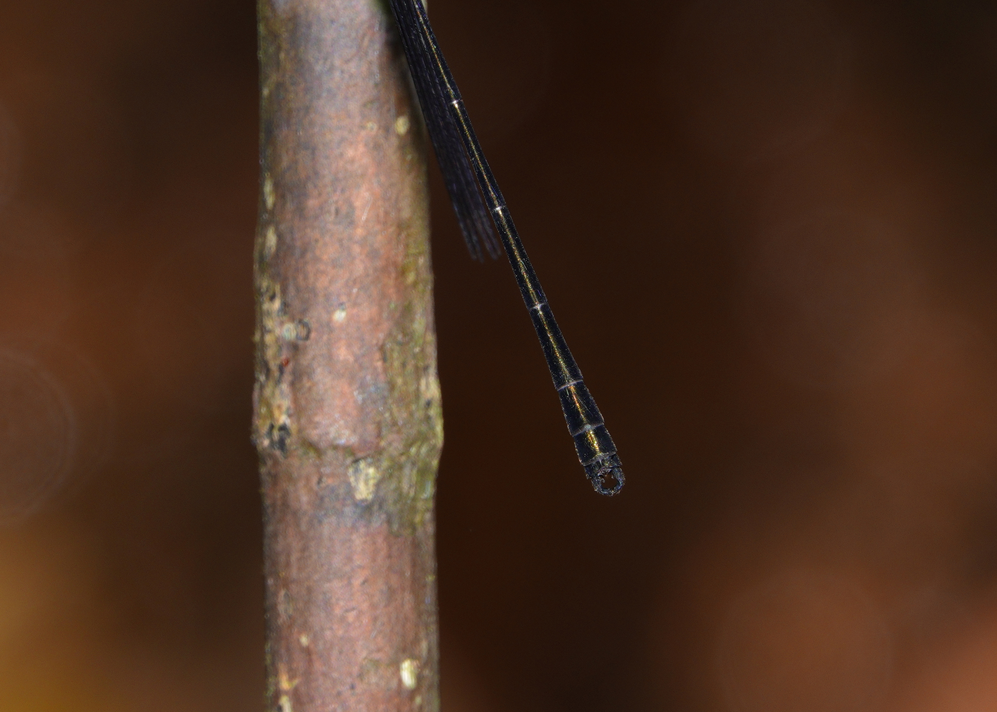 Lestoidea Tillyard, 1913