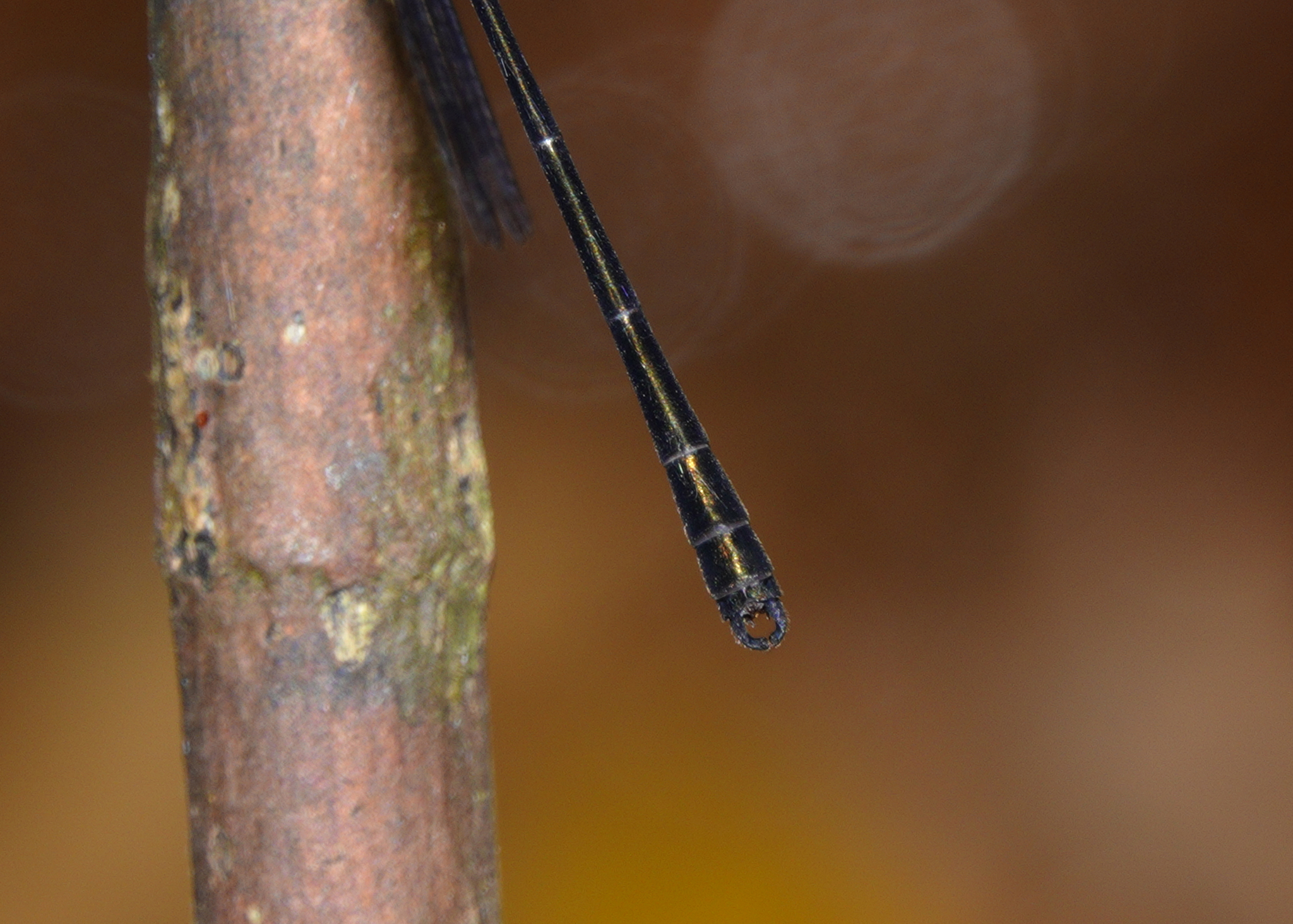 Lestoidea Tillyard, 1913