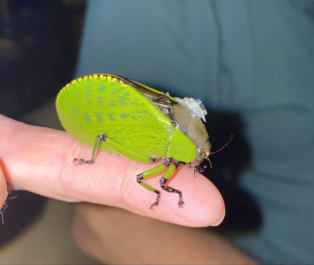 Dysmorpha obesa from Lahad Datu, Sabah, Malaysia on October 18, 2022 at ...