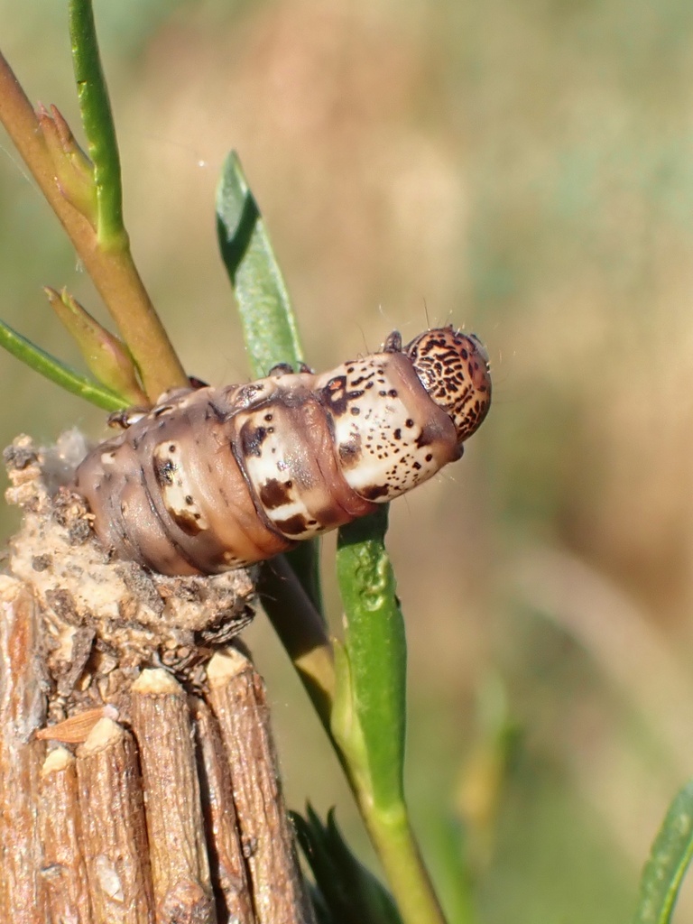 Common Case Moth in December 2022 by cinclosoma · iNaturalist