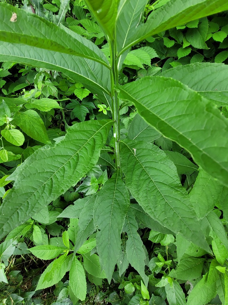 wingstem from Washington, Maryland, United States on June 09, 2022 at ...