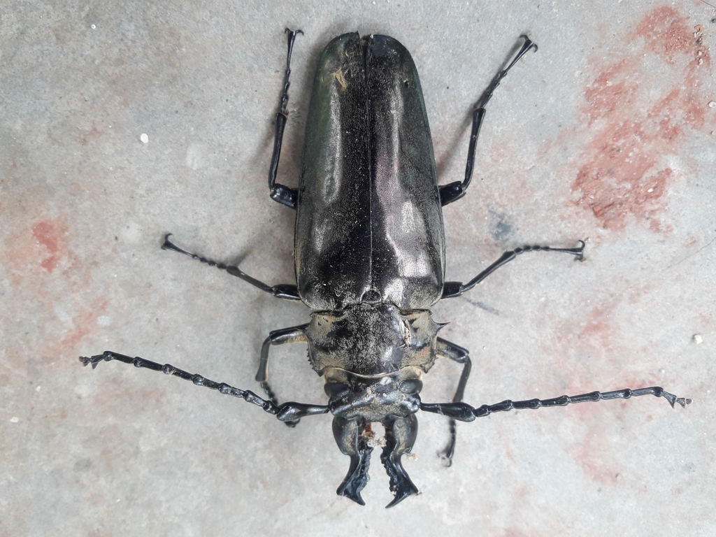 Autocrates aeneus in September 2018 by QuestaGame. Sighting and photos ...