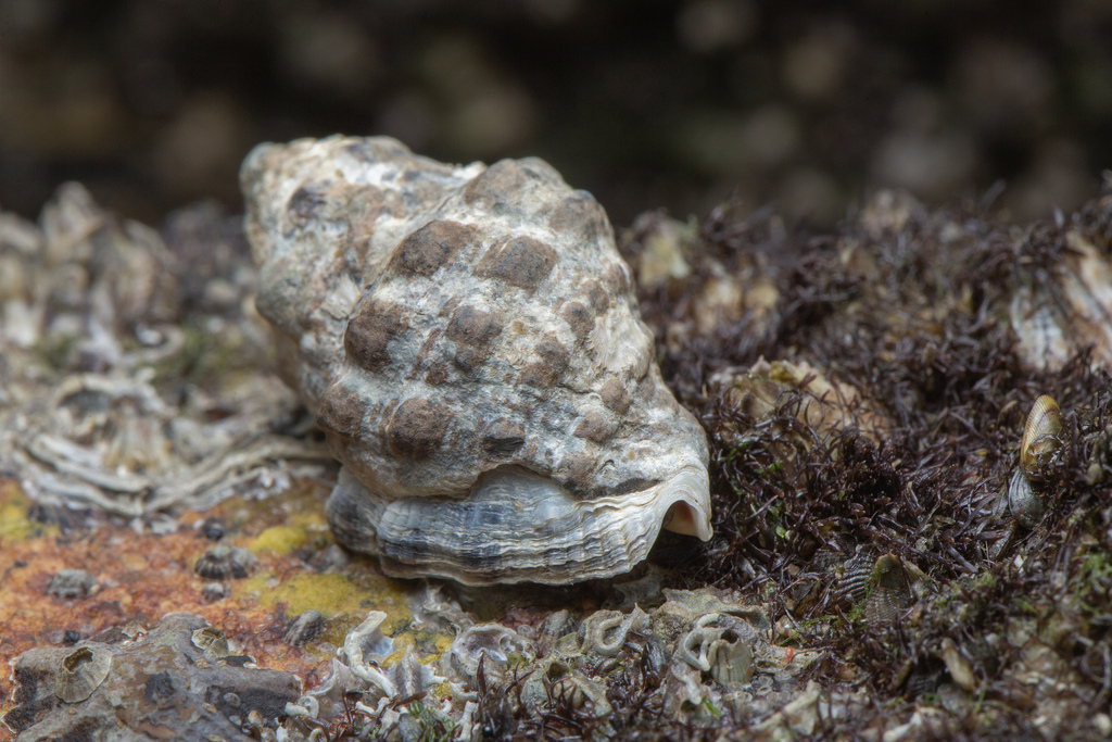 Reishia clavigera from Changi, Singapore on December 25, 2022 at 05:18 ...