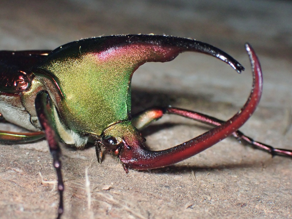 Theodosia viridiaurata from Sabah, Malaysia on October 29, 2022 at 04: ...