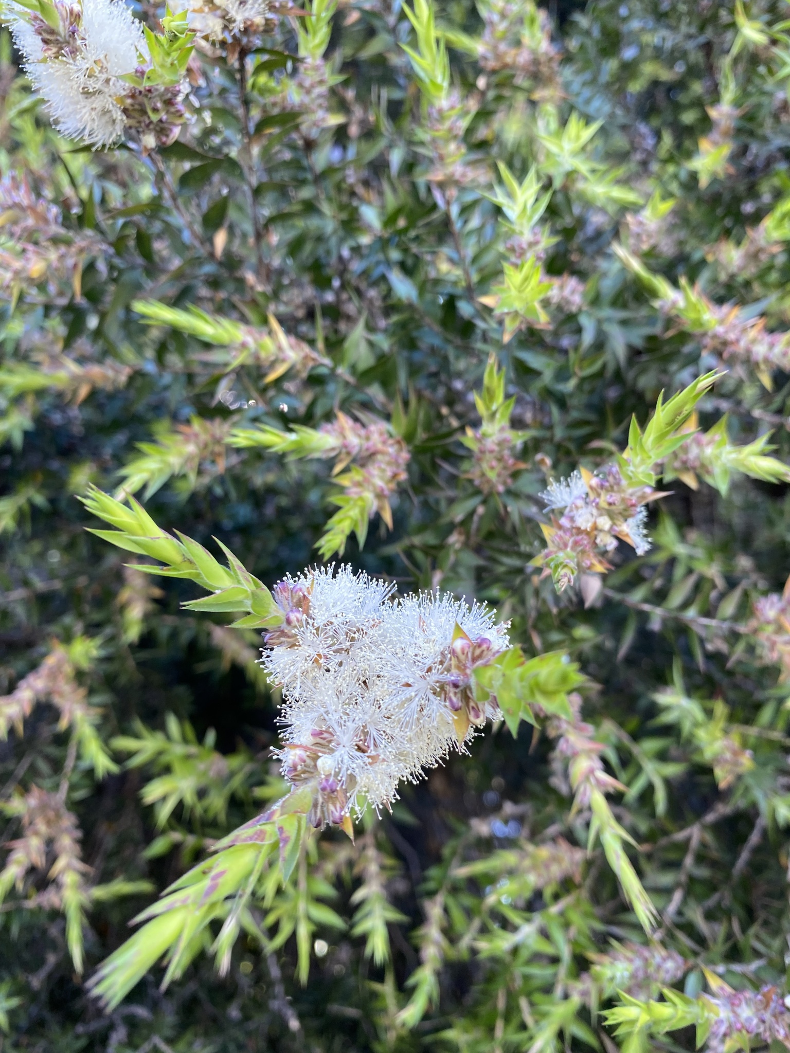 Melaleuca alternifolia (Maiden & Betche) Cheel