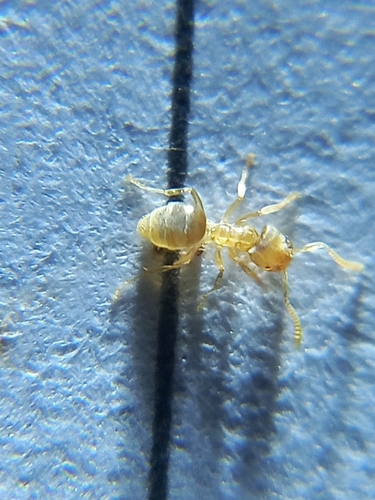 Chronoxenus myops · iNaturalist