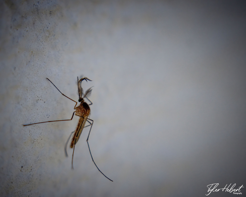 Culicine Mosquitoes in December 2022 by Tyler Hebert Photography ...