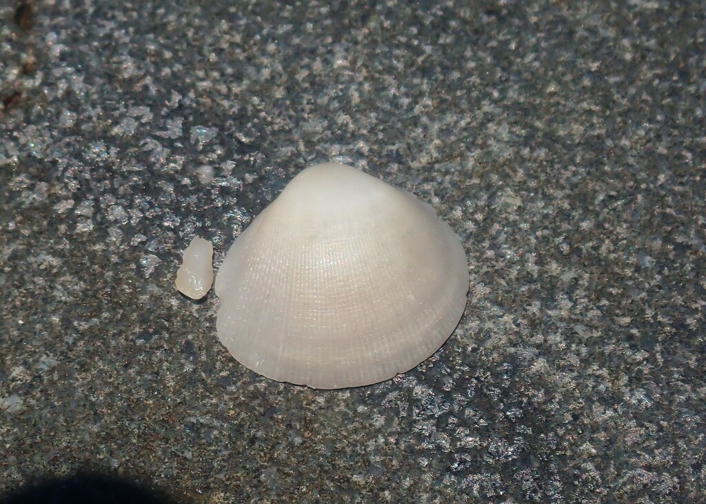 Pretty Cockle from Woolgoolga NSW 2456, Australia on December 25, 2022 ...
