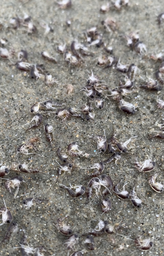 Themisto from Te Waipounamu/South Island, Waikouaiti, Otago Region, NZ ...