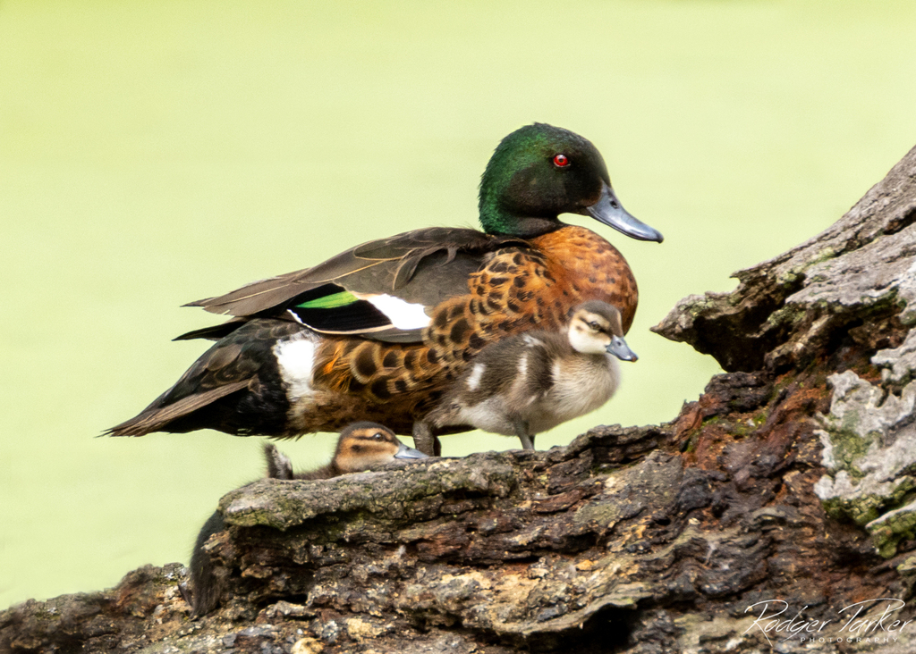 Chestnut Teal (The Birds of Toowoomba Region) · iNaturalist