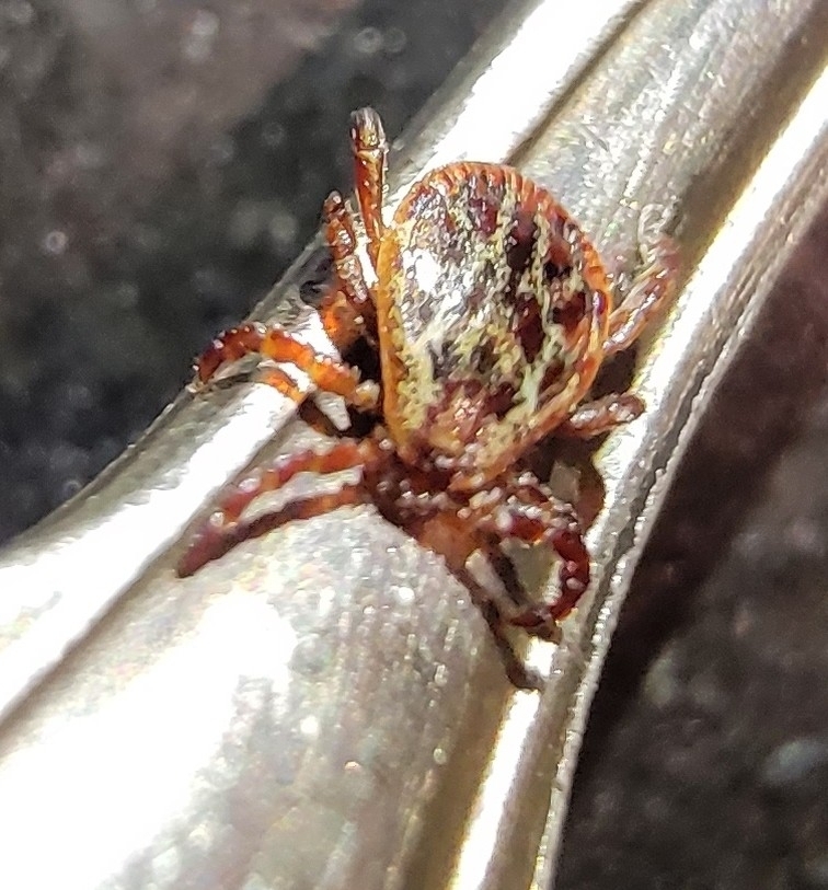 Ornate Cow Tick from Gers, Midi-Pyrénées, FR on December 25, 2022 at 06 ...