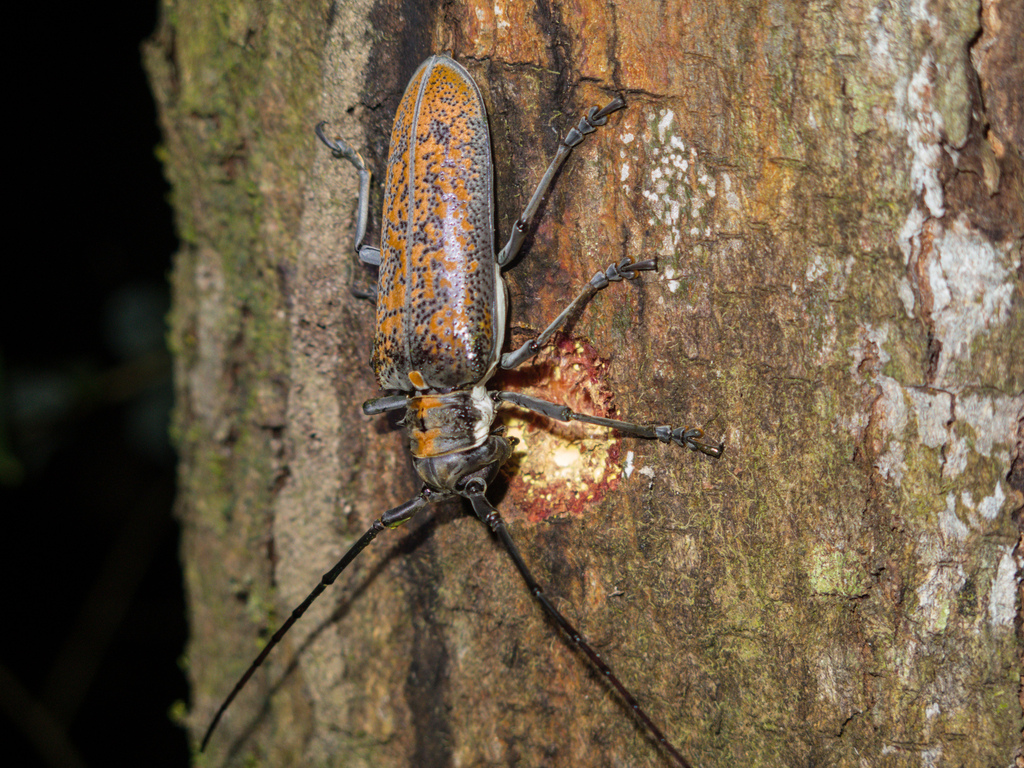 Apriona submaculosa from Thma Bang, Cambodia on February 21, 2016 at 09 ...