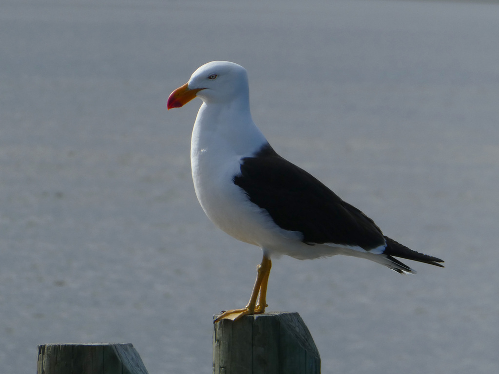 Pacific Gull from Coles Bay TAS 7215, Australia on November 23, 2022 at ...
