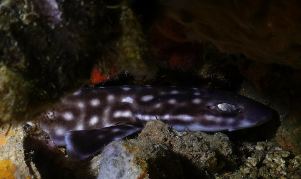 Coral catshark in November 2022 by Ryan Yue Wah Chan · iNaturalist