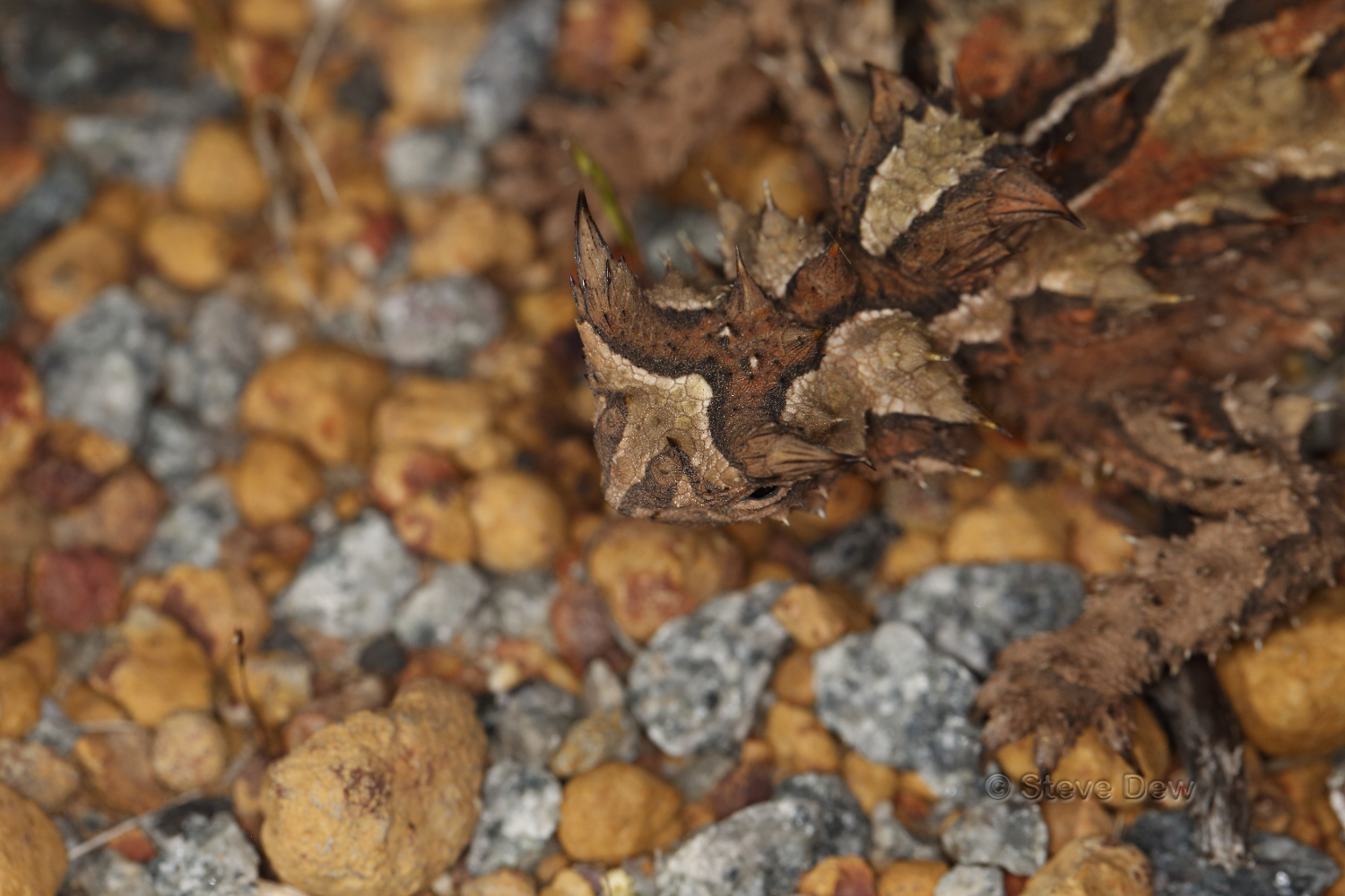 Moloch horridus Gray, 1841