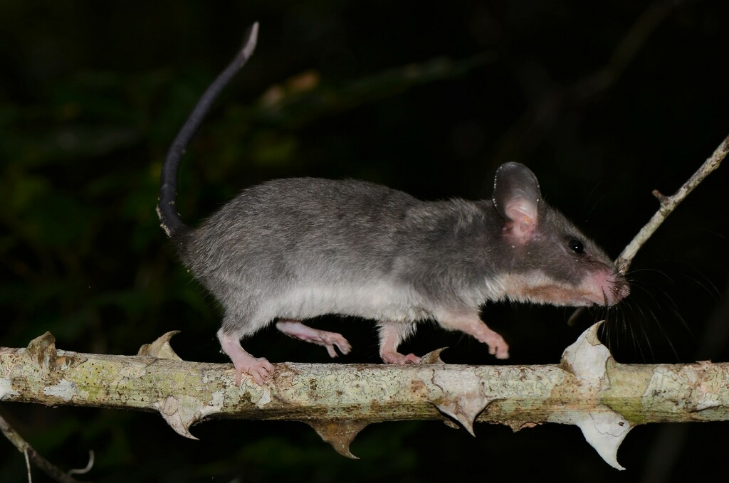 Long-tailed Pouched Rat (Beamys hindei) - Know Your Mammals