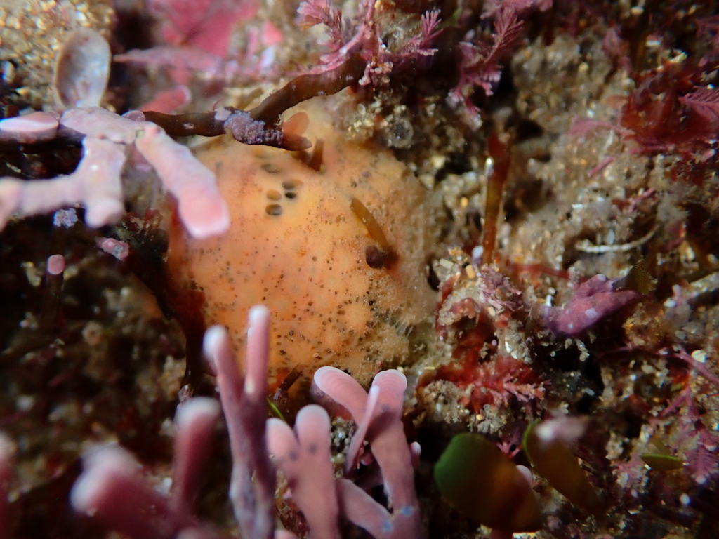 Puffball Sponges from Toowoon Bay NSW, Australia on December 26, 2022 ...